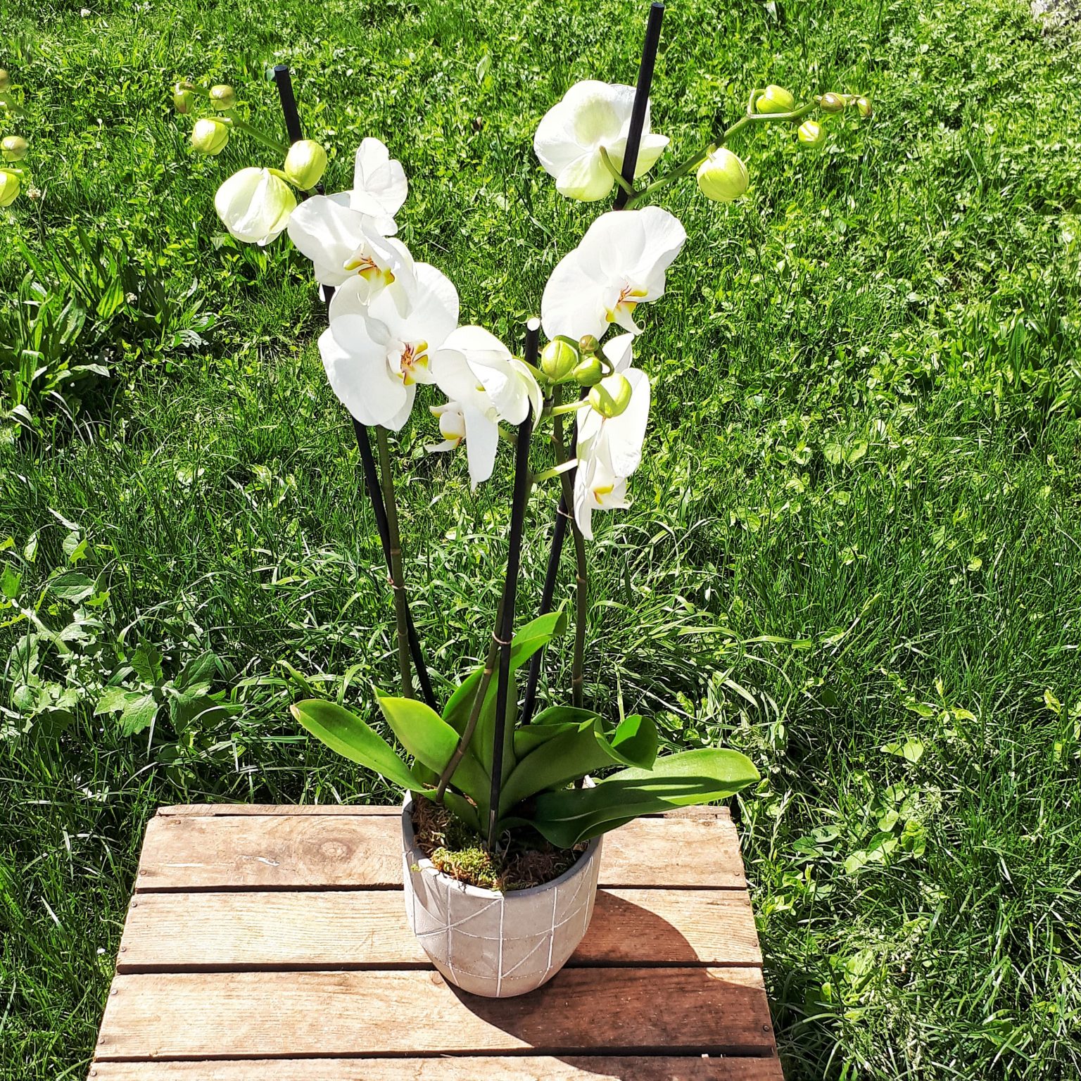 Orchidée et son pot – Rouge Pivoine