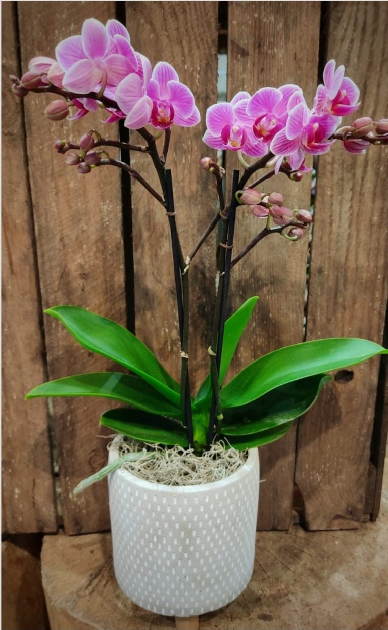 Petite orchidée phalaenopsis rose et son pot – Rouge Pivoine
